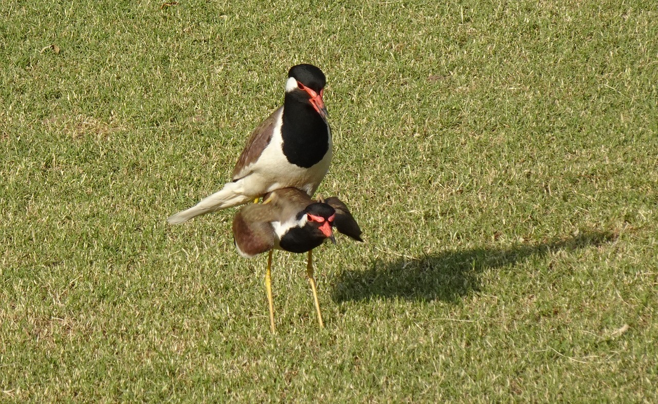 Pájaro Avefría De Barbas Rojas - Foto gratis en Pixabay