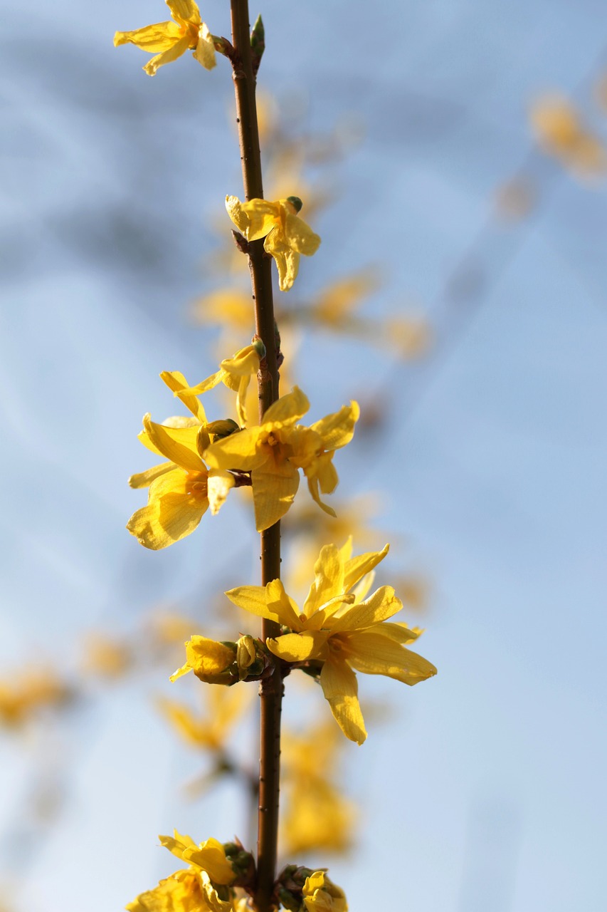 90+ Free Jarabina Intermedia & Forsythia Images - Pixabay