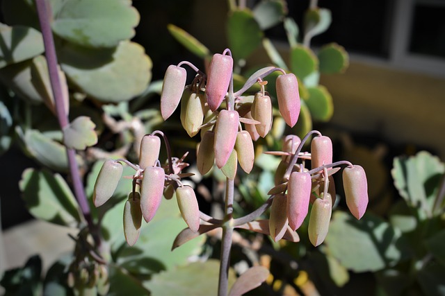 Kalanchoe Plant Succulent - Free photo on Pixabay - Pixabay