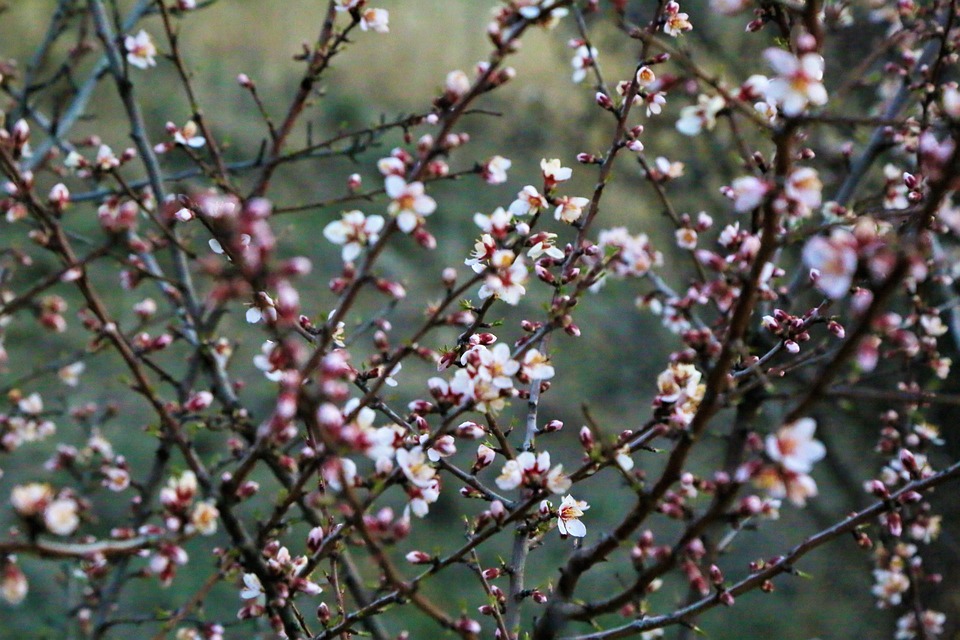 Almond Flower Bud - Free photo on Pixabay