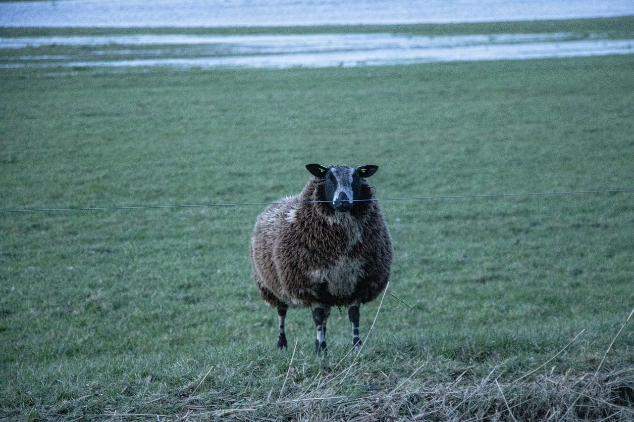 90+ Free Sheep Fence & Sheep Images - Pixabay