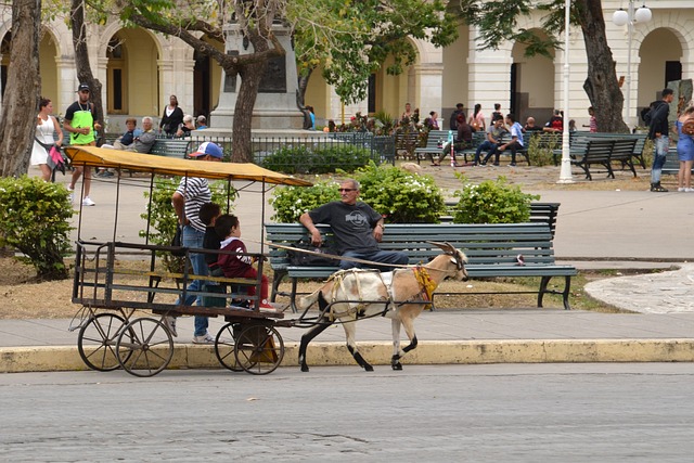 Vehicle Goat Coach - Free photo on Pixabay - Pixabay