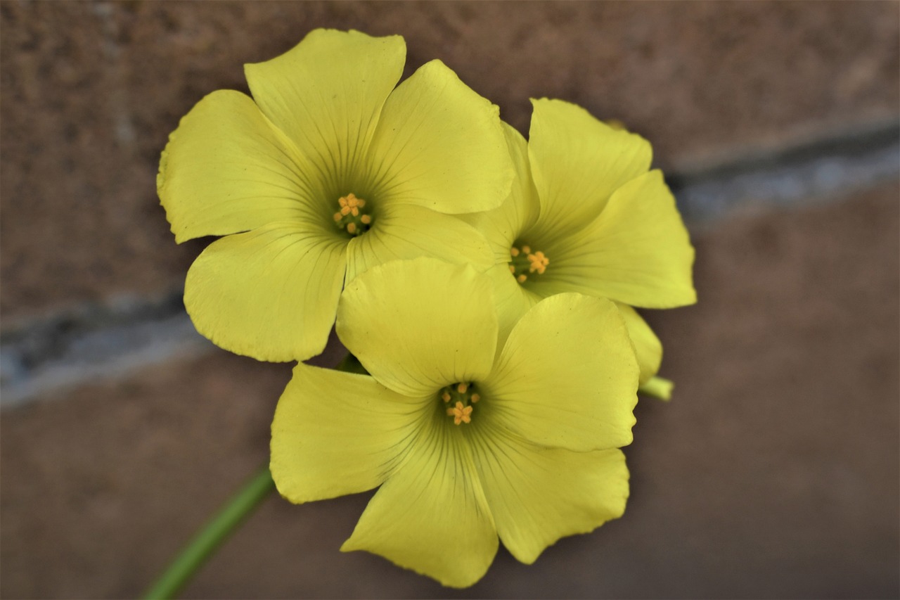 Bunga Liar Kuning Tanaman - Foto gratis di Pixabay - Pixabay
