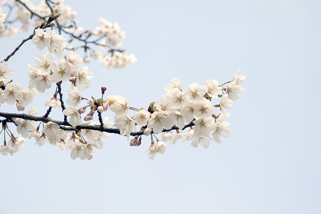 Más de 300 000 imágenes gratis de Fondo De Cerezos y Naturaleza - Pixabay