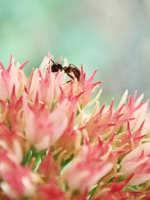 Ant Insect Flower - Free photo on Pixabay - Pixabay
