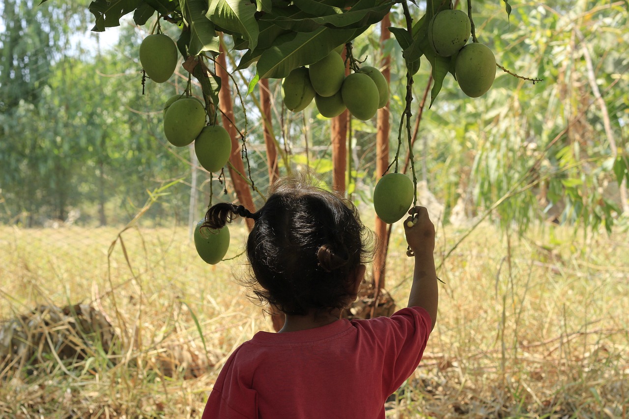 Girl Mango Thailand - Free photo on Pixabay - Pixabay