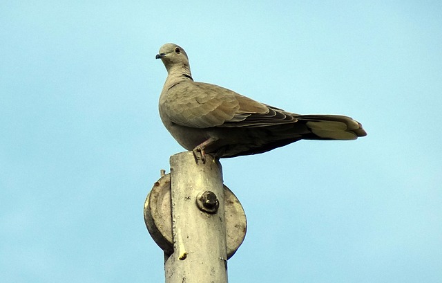 Burung Merpati Berkerah - Foto gratis di Pixabay - Pixabay