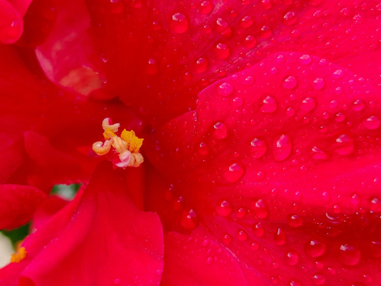 The Power Of Red Nature Color - Free photo on Pixabay - Pixabay