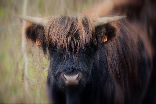 20+ Free Ireland Cow & Ireland Images - Pixabay