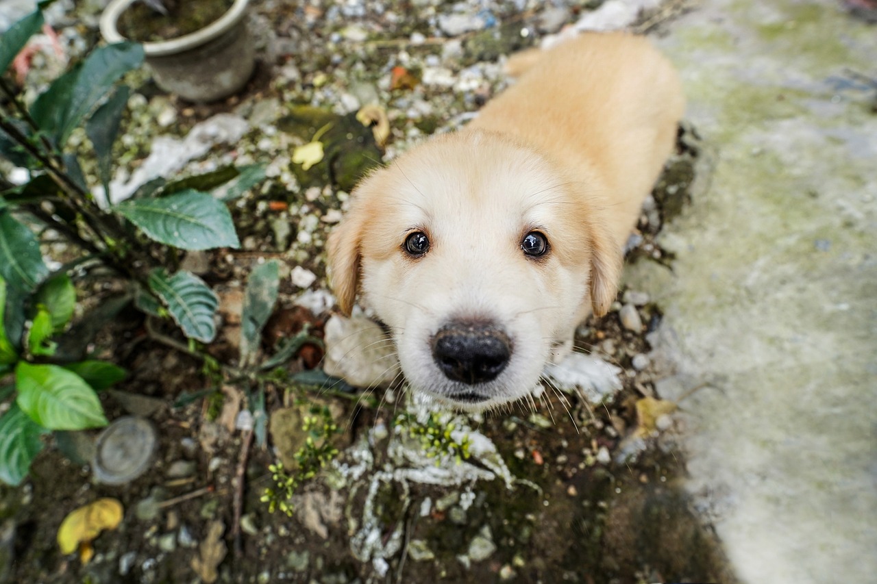 Dog Puppies Lovely - Free photo on Pixabay - Pixabay