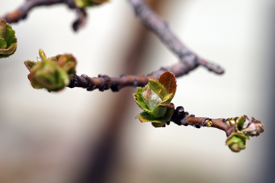 Bud Printemps Bourgeon - Photo gratuite sur Pixabay - Pixabay