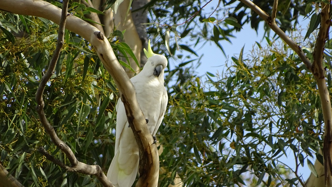 Cockatoo Bird Wildlife - Free photo on Pixabay - Pixabay