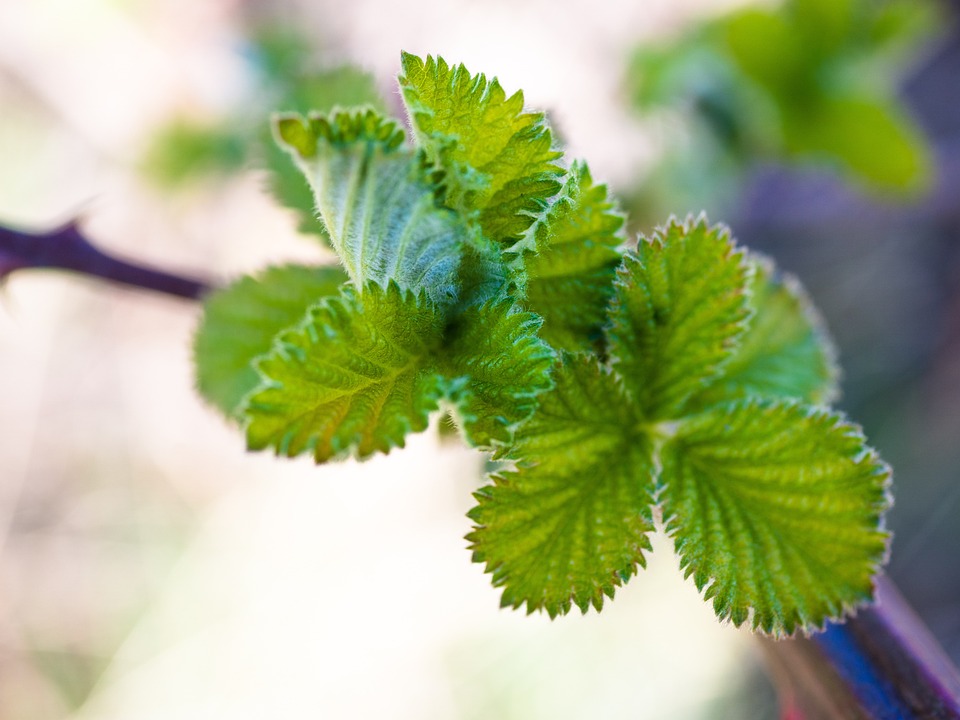 Sale De Verde Hojas Mora - Foto gratis en Pixabay - Pixabay