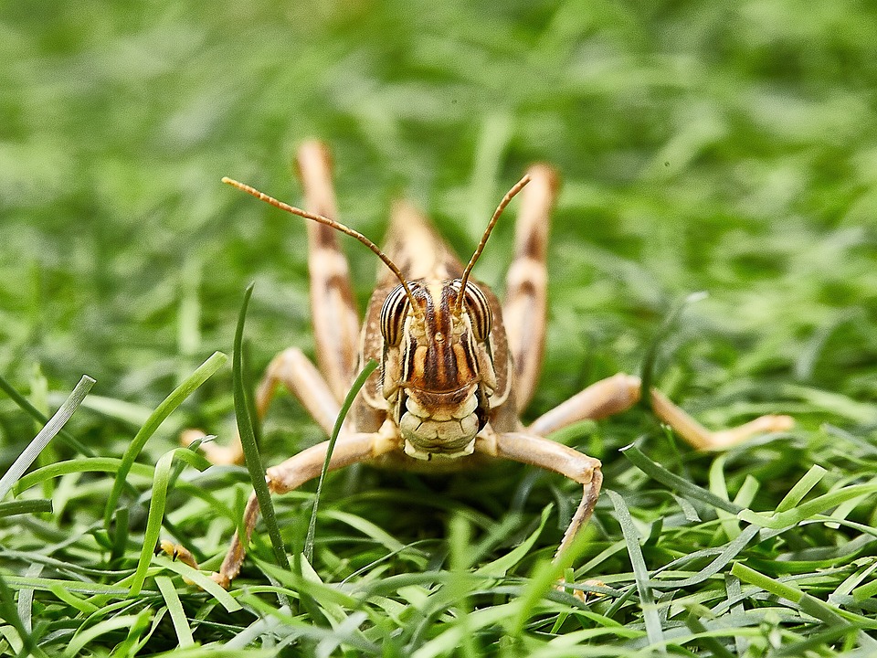 Sprinkhaan Groente Insect - Gratis foto op Pixabay - Pixabay