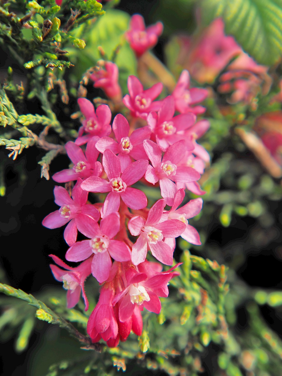 Flor Rosado Primavera - Foto gratis en Pixabay - Pixabay