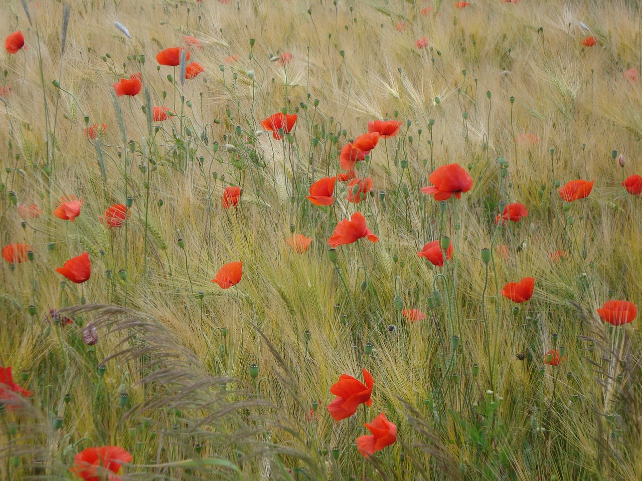Pure Nature Flowers In The Field - Free photo on Pixabay - Pixabay