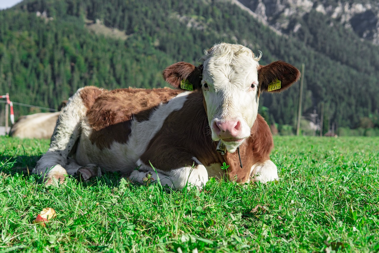 Vache L'Autriche Montagnes - Photo gratuite sur Pixabay - Pixabay