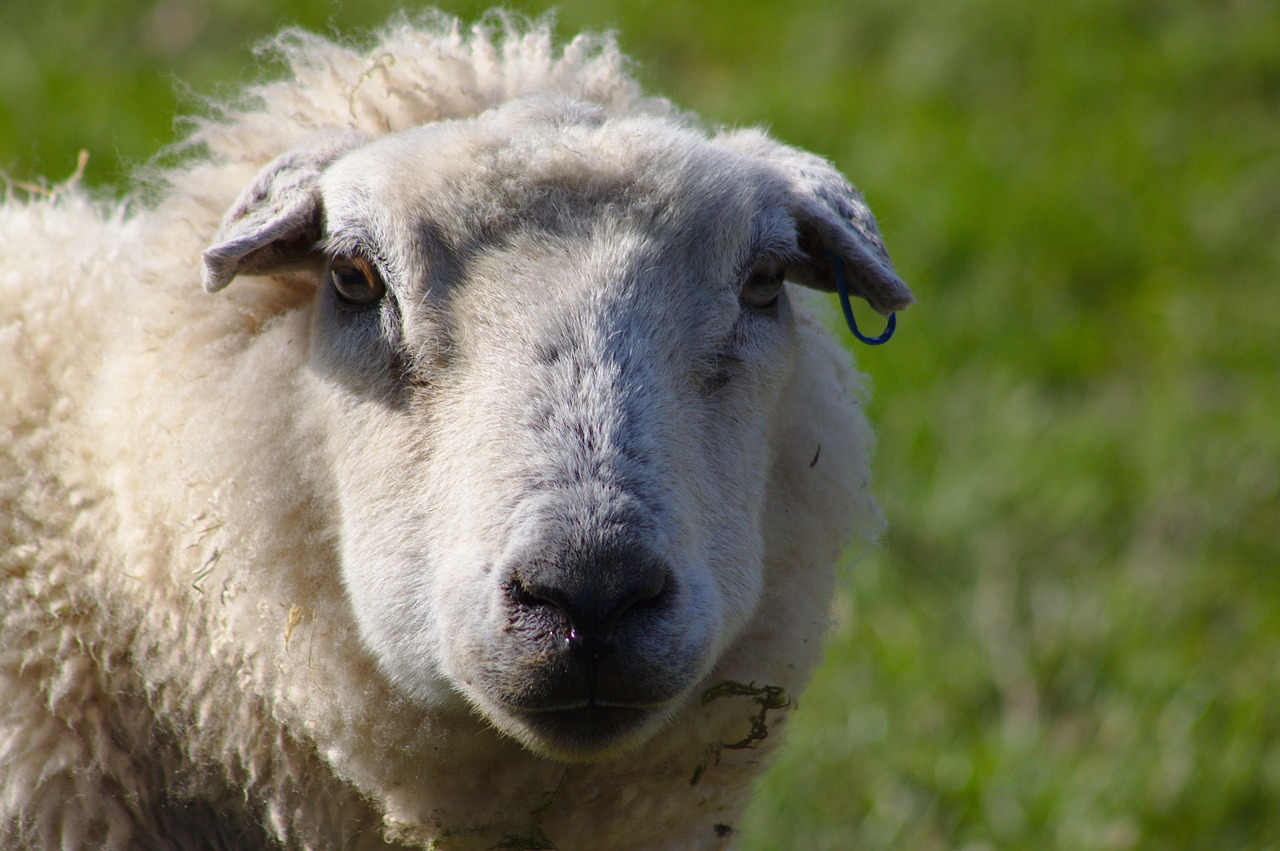 Sheep Portrait Ewe - Free photo on Pixabay