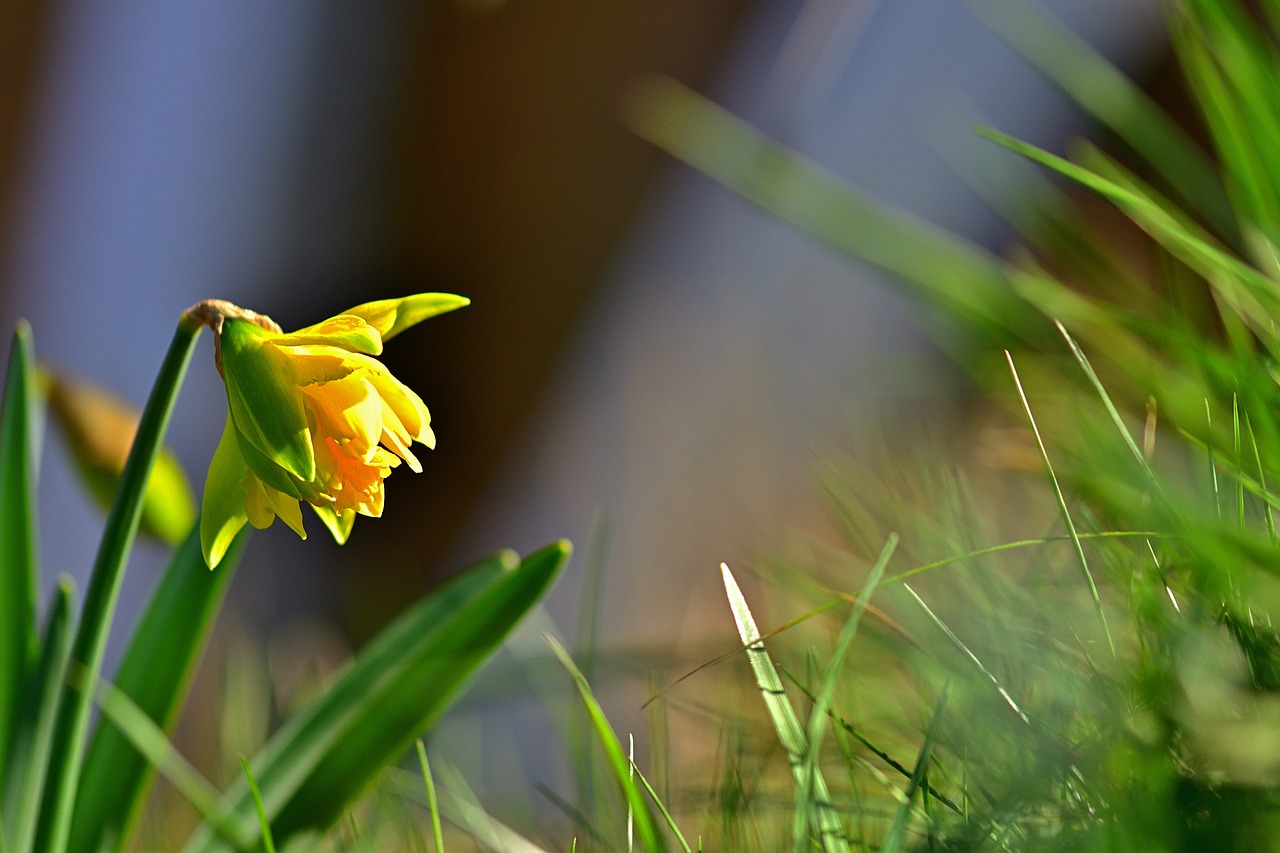 Easter Bell Flower Blossom - Free photo on Pixabay