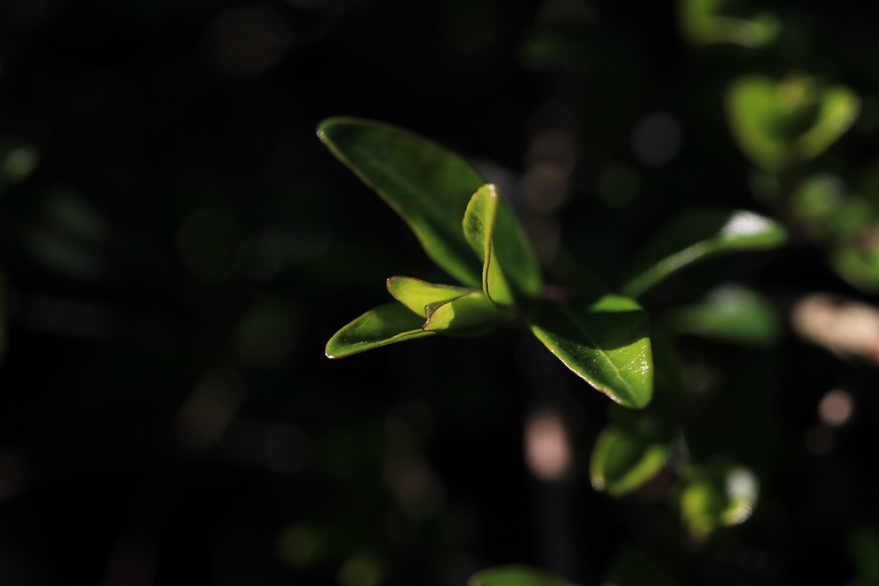 Branche Feuilles Vert Le - Photo gratuite sur Pixabay - Pixabay