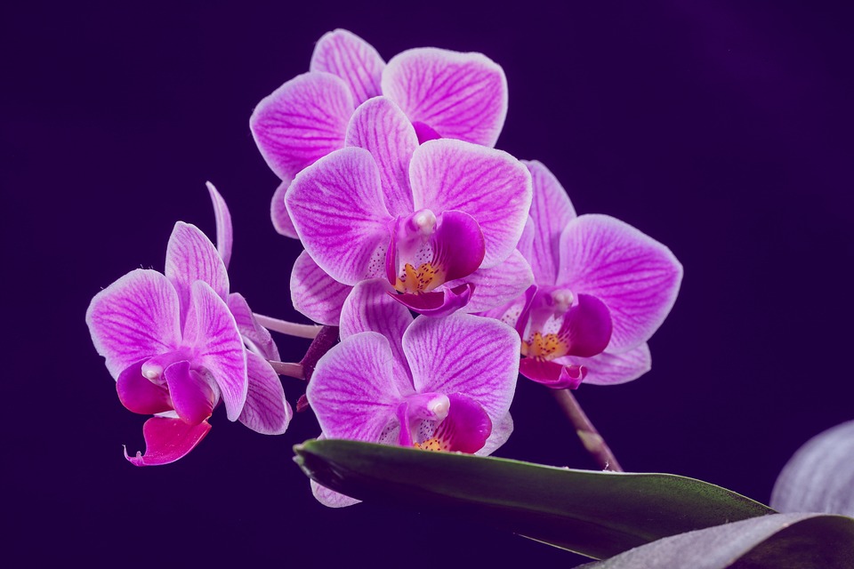 Orchidee Farbe Exotische - Kostenloses Foto auf Pixabay