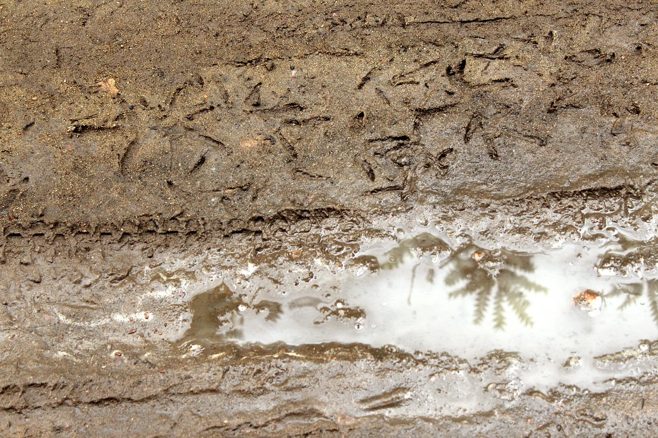 The Trail Foot Chicken - Free photo on Pixabay - Pixabay