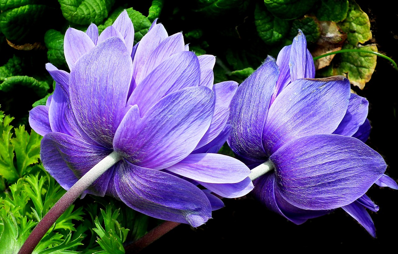 Anêmonas Flores Primavera - Foto gratuita no Pixabay - Pixabay