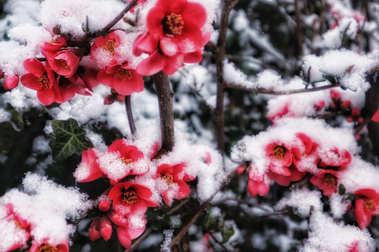 Nieve Escarcha Congelado - Foto gratis en Pixabay - Pixabay Nieve Escarcha Congelado - Foto gratis en Pixabay - Pixabay