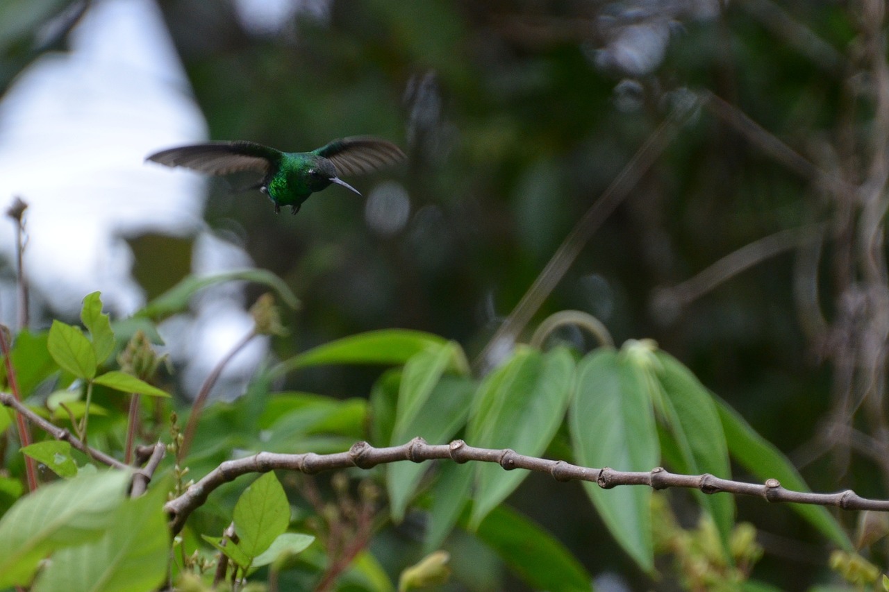 Colibri Forêt Tropicale Oiseau - Photo gratuite sur Pixabay - Pixabay