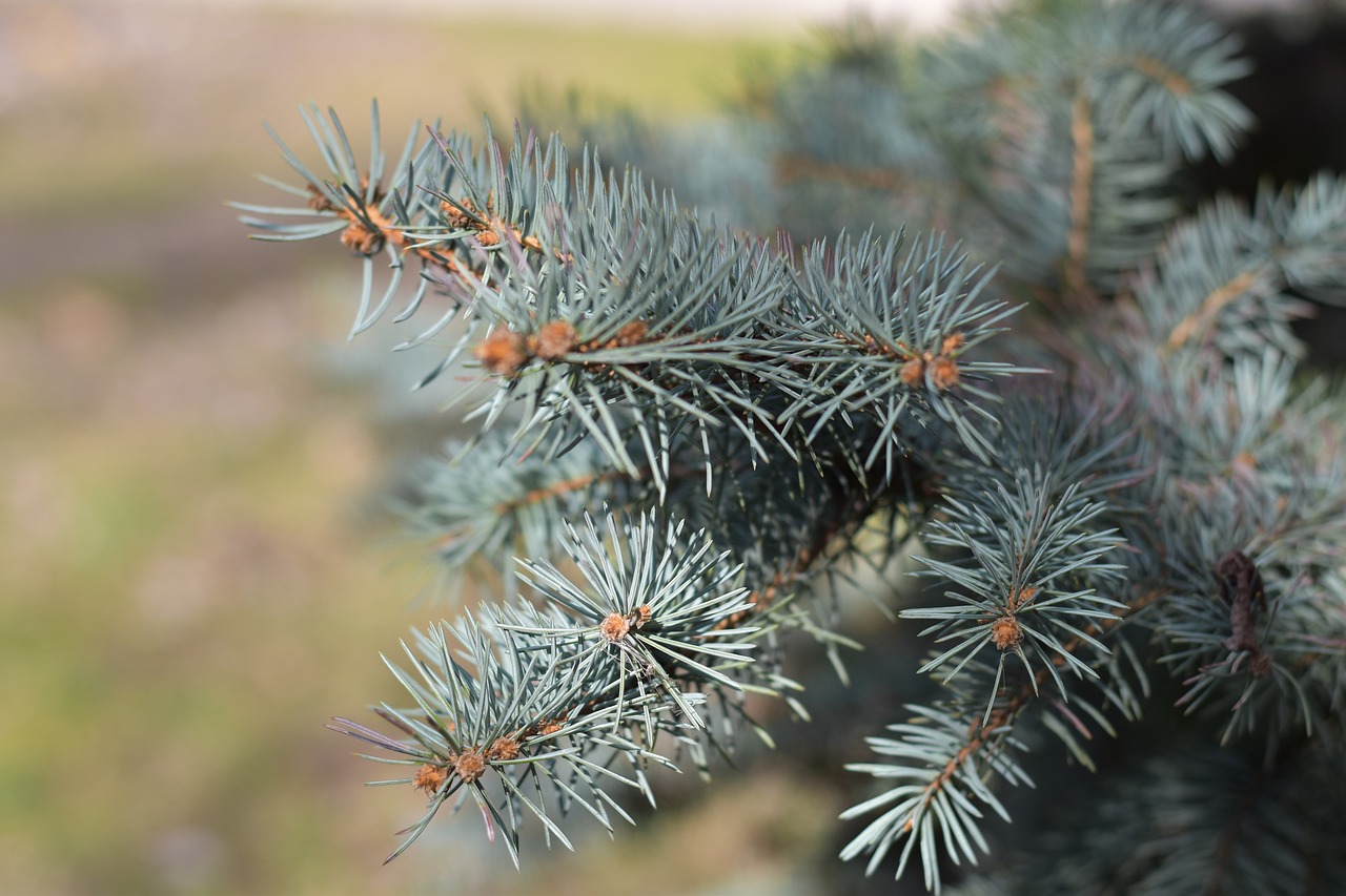 Více než 50 000 obrázků na téma Christmas Tree Forest a Příroda zdarma ...