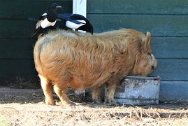 Kunekune Kune Malac - Ingyenes fotó a Pixabay-en