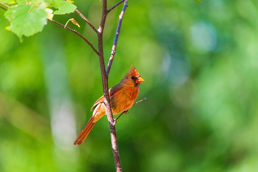 70+ Free Northern Cardinal & Cardinal Images
