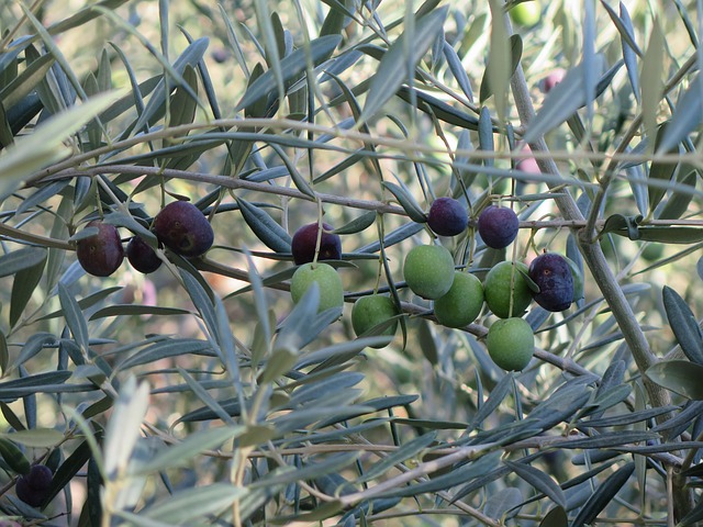 Oliven Spanien Natur - Kostenloses Foto auf Pixabay - Pixabay