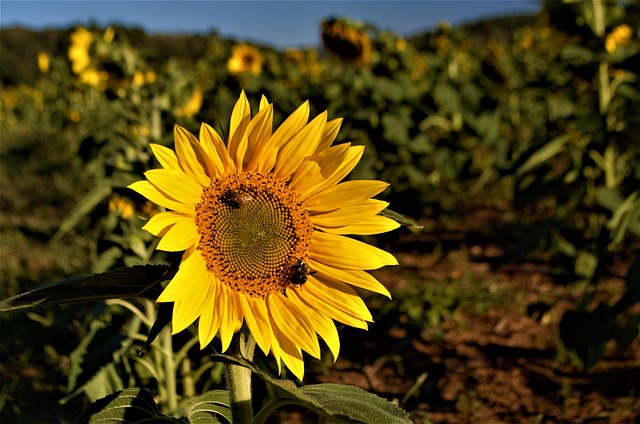 Tournesol Jaune Soleil - Photo gratuite sur Pixabay - Pixabay