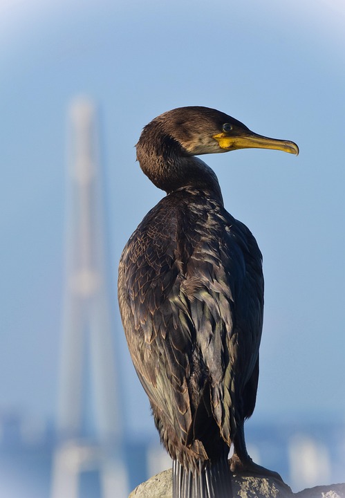 Cormorant Bird Big - Free photo on Pixabay