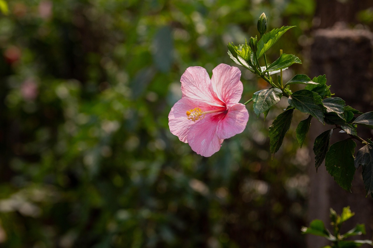 Hibiscus Flower - Free photo on Pixabay