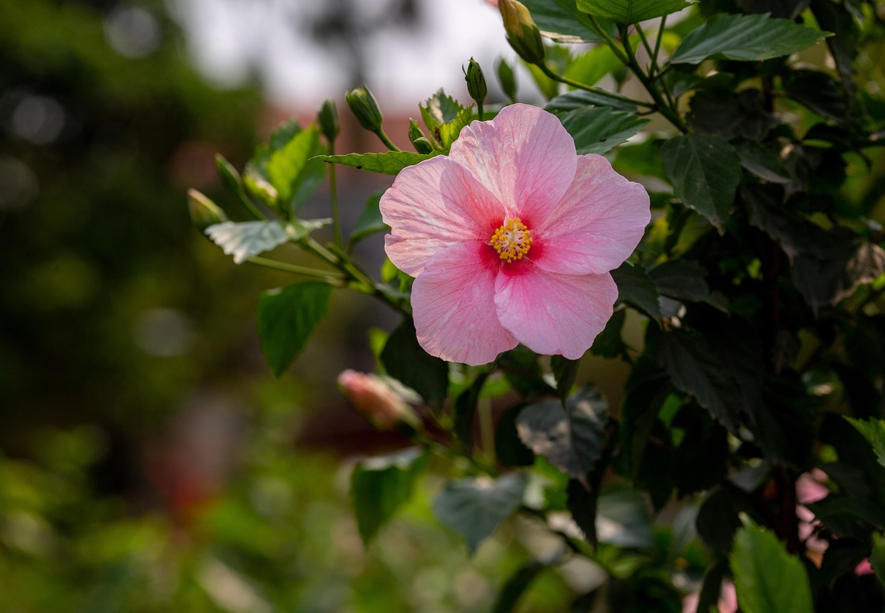 Hibiscus Fleur D'Hibiscus - Photo gratuite sur Pixabay - Pixabay