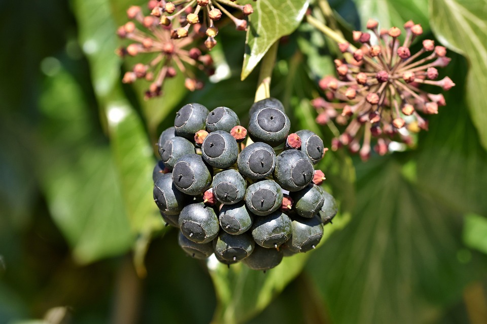 Ivy Blossom Climber Plant - Free photo on Pixabay
