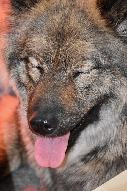 Female Dog Language Of A - Free photo on Pixabay