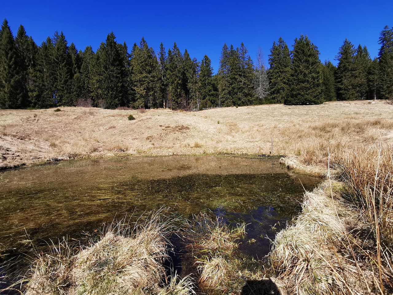 Biotope Nature Natural Reserve - Free photo on Pixabay - Pixabay