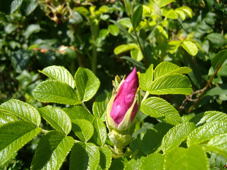 Wilde Rose Knospe Blume - Kostenloses Foto auf Pixabay - Pixabay