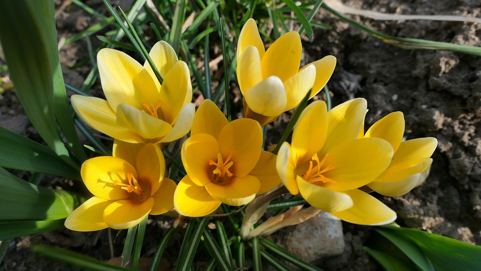 Crocus Jaune Fleurs Le - Photo gratuite sur Pixabay - Pixabay