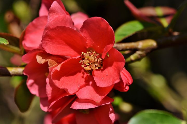 5,000+ Free Shrubs & Bloom Photos - Pixabay