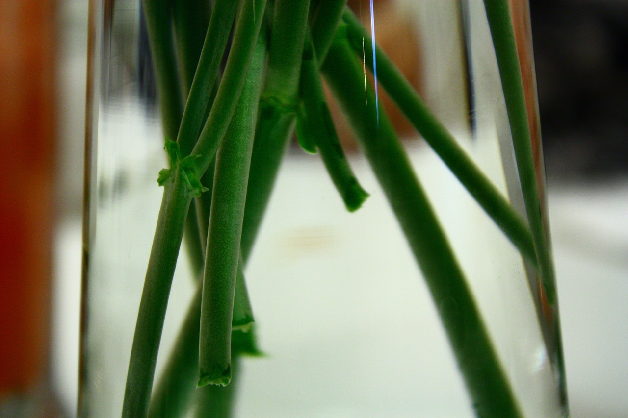 Plantes Tige L'Eau - Photo gratuite sur Pixabay - Pixabay