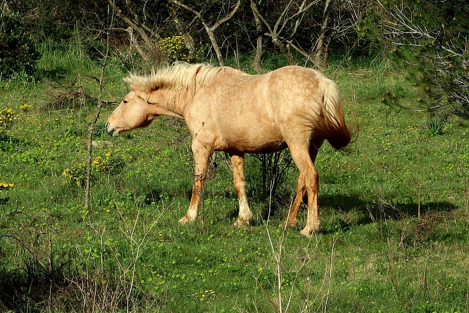 Animal Caballo Naturaleza - Foto gratis en Pixabay - Pixabay