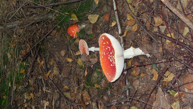 Champignons Champignon Vénéneux - Photo gratuite sur Pixabay - Pixabay