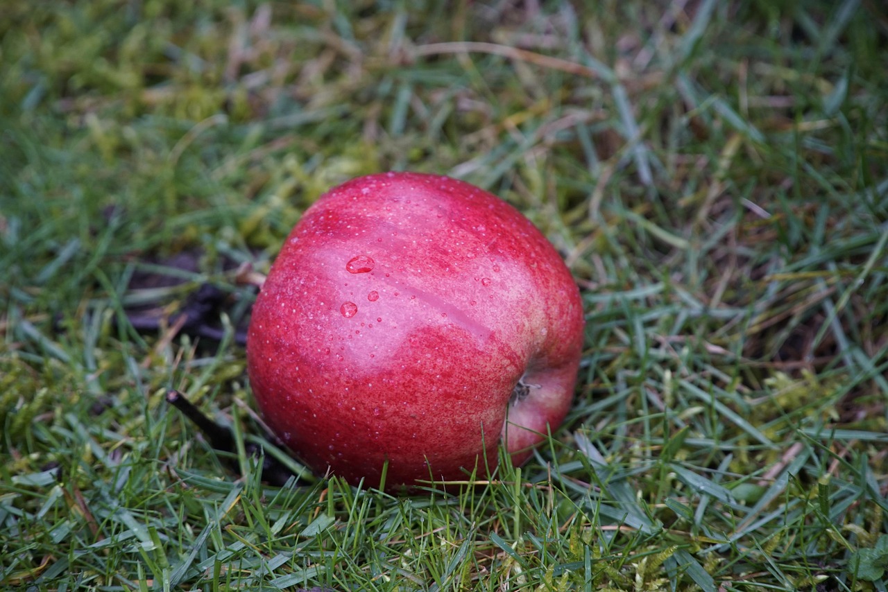 Red Apple Grass - Free photo on Pixabay - Pixabay