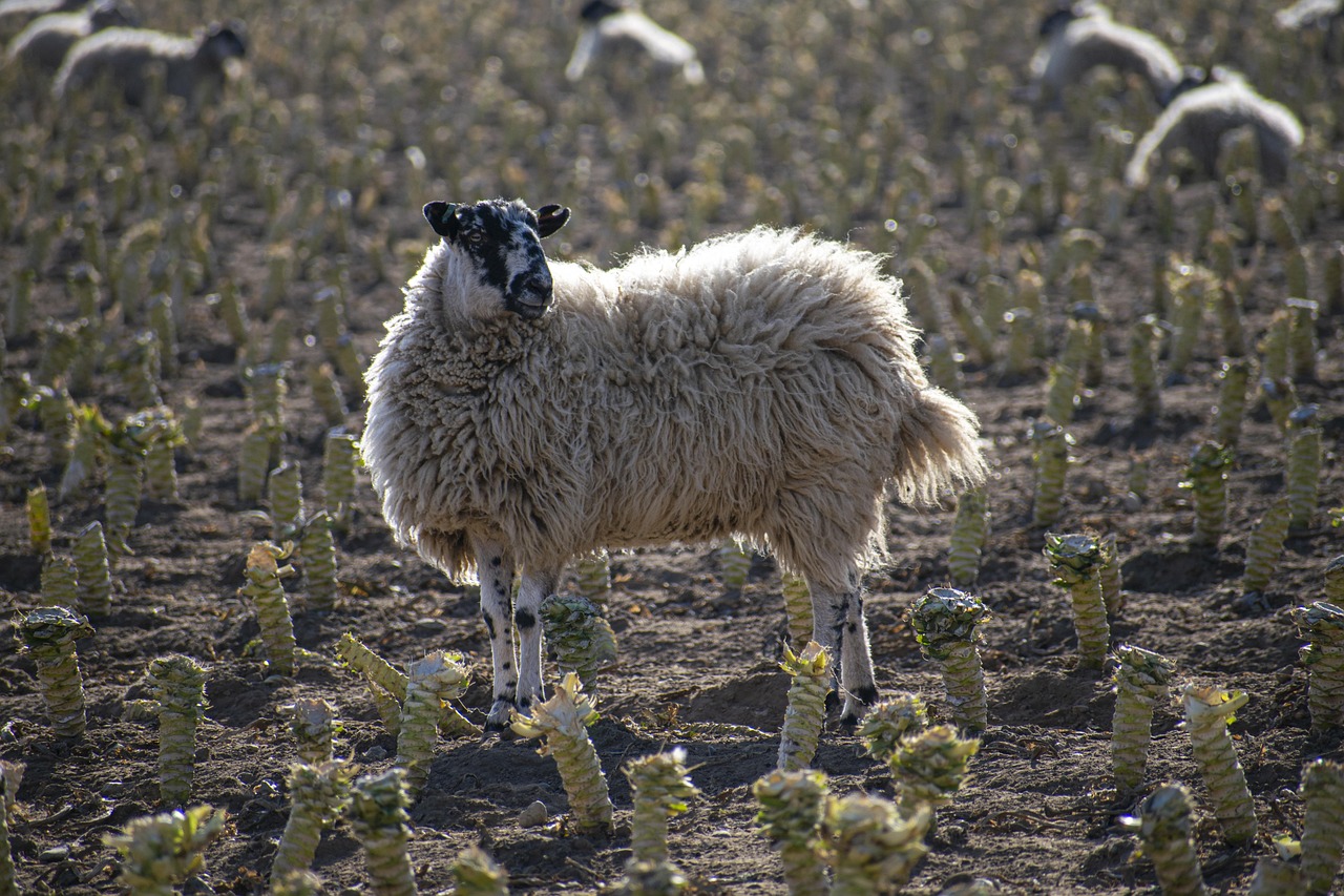 Le Mouton Cultiver Animal - Photo gratuite sur Pixabay - Pixabay