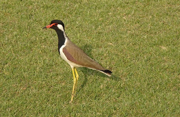 90+ Free Lapwing & Bird Photos - Pixabay