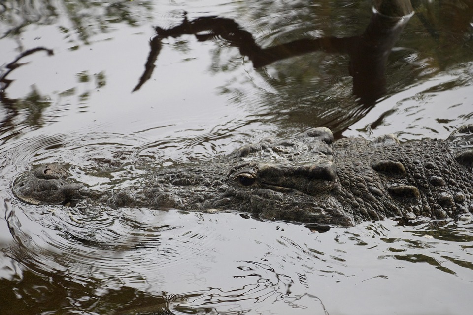 Animales Cocodrilo Reptil - Foto gratis en Pixabay - Pixabay